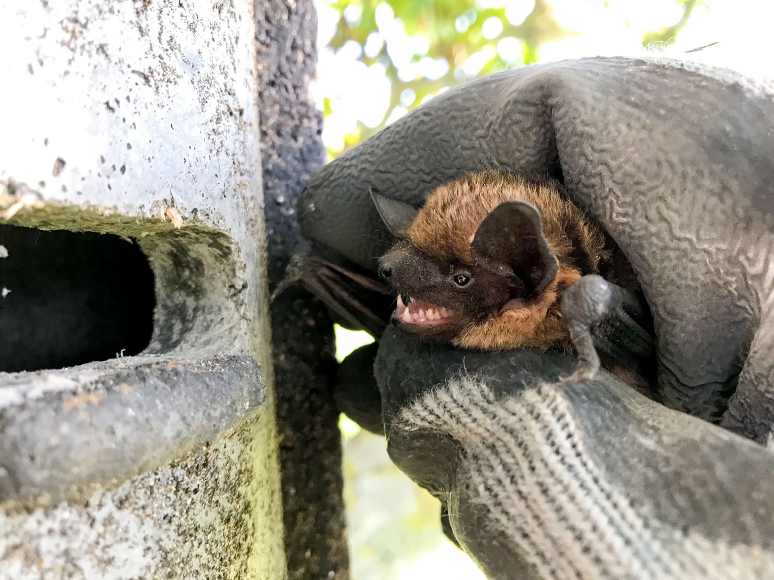 Ecological Consultancy & Bat Survey Specialists | Darwin Ecology