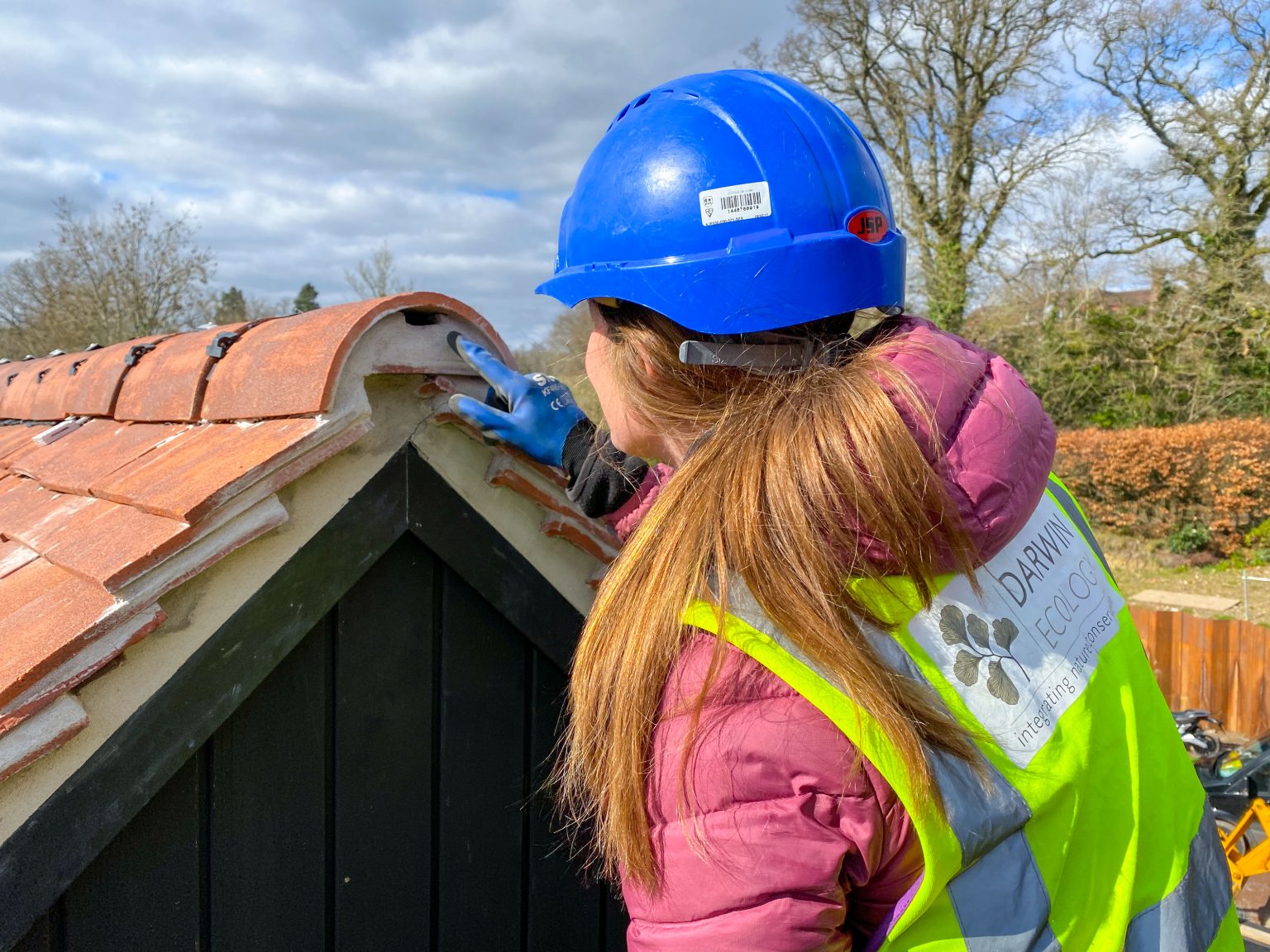 Bat mitigation & licensing | Darwin Ecology