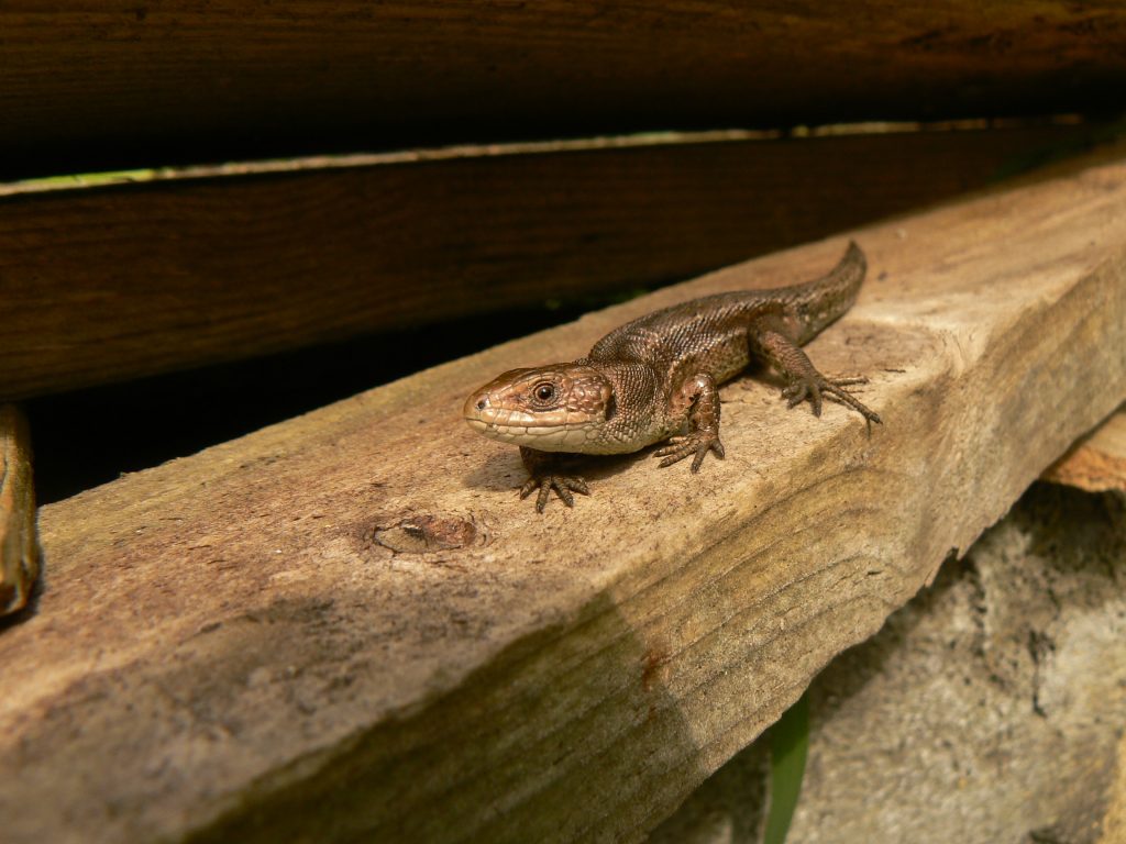 Reptile surveys | Darwin Ecology