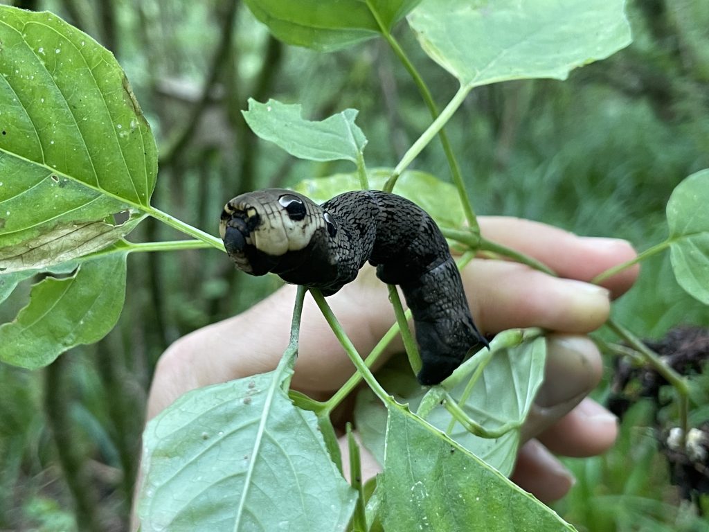 Invertebrate surveys | Darwin Ecology