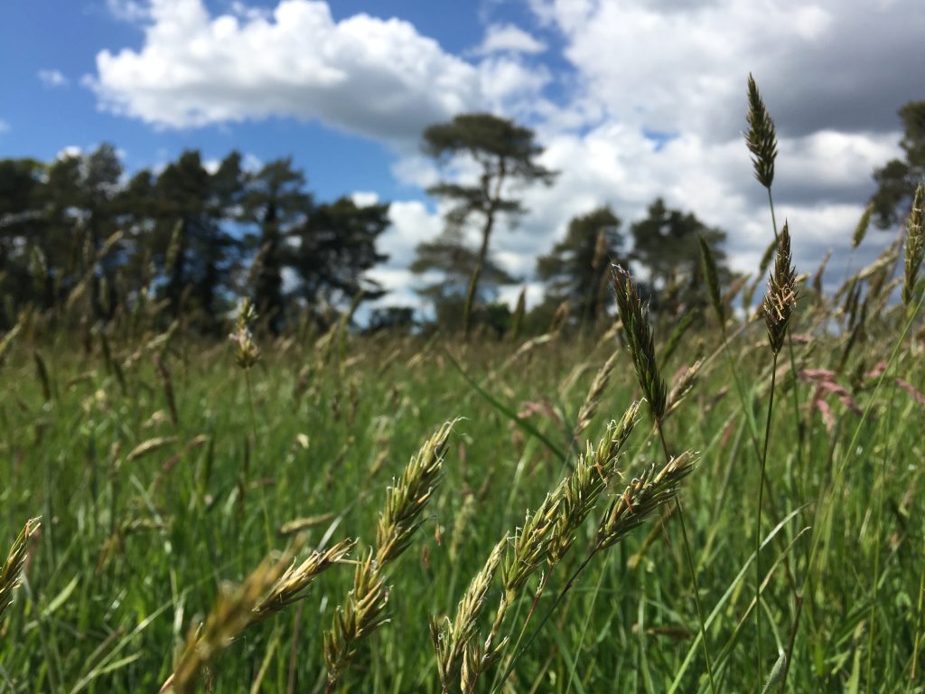 Habitat management plans | Darwin Ecology