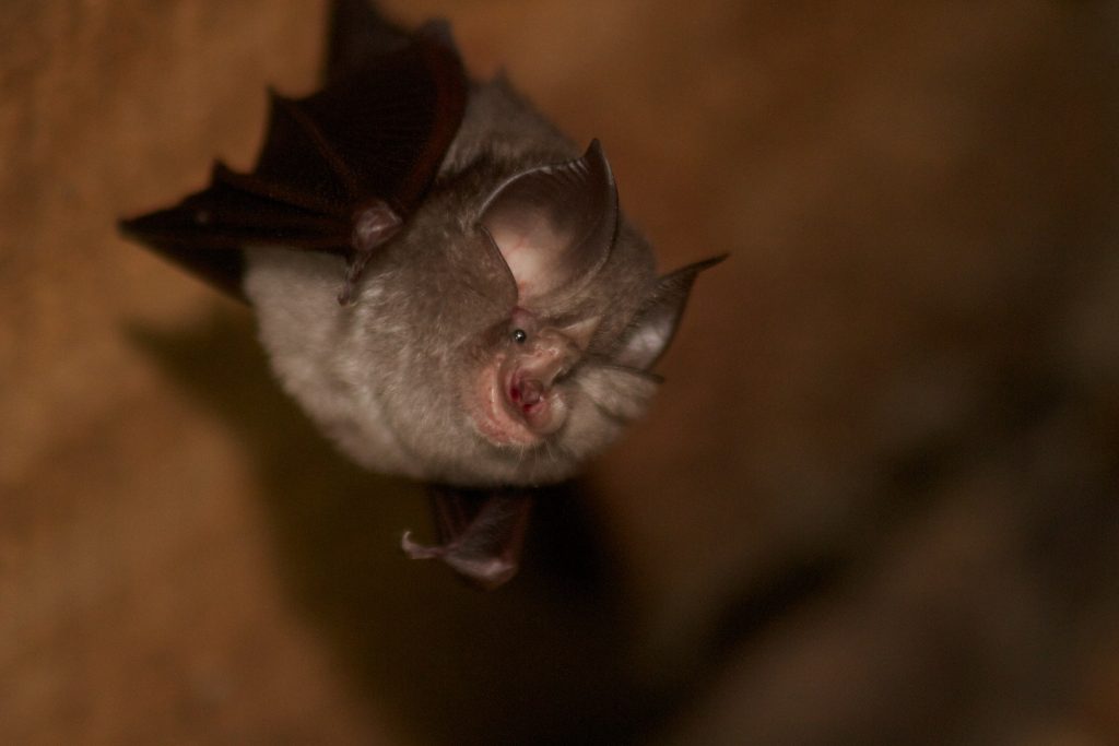 Bat Surveys across Southern England | Darwin Ecology
