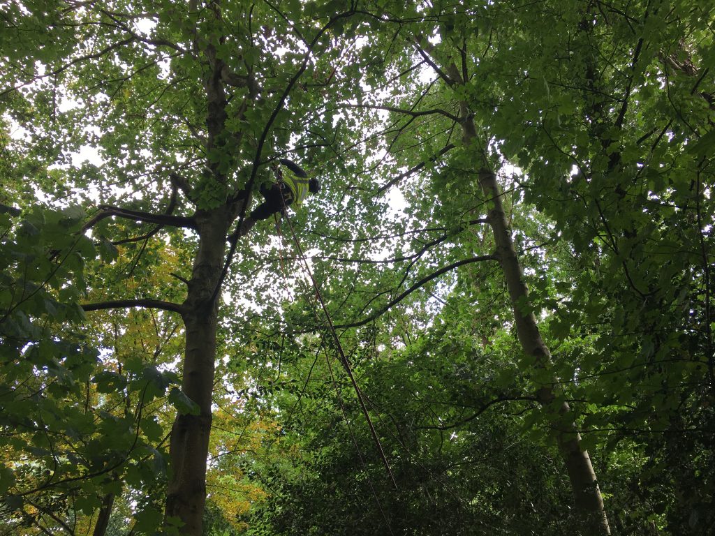 Aerial Tree Assessment (ATA) | Darwin Ecology