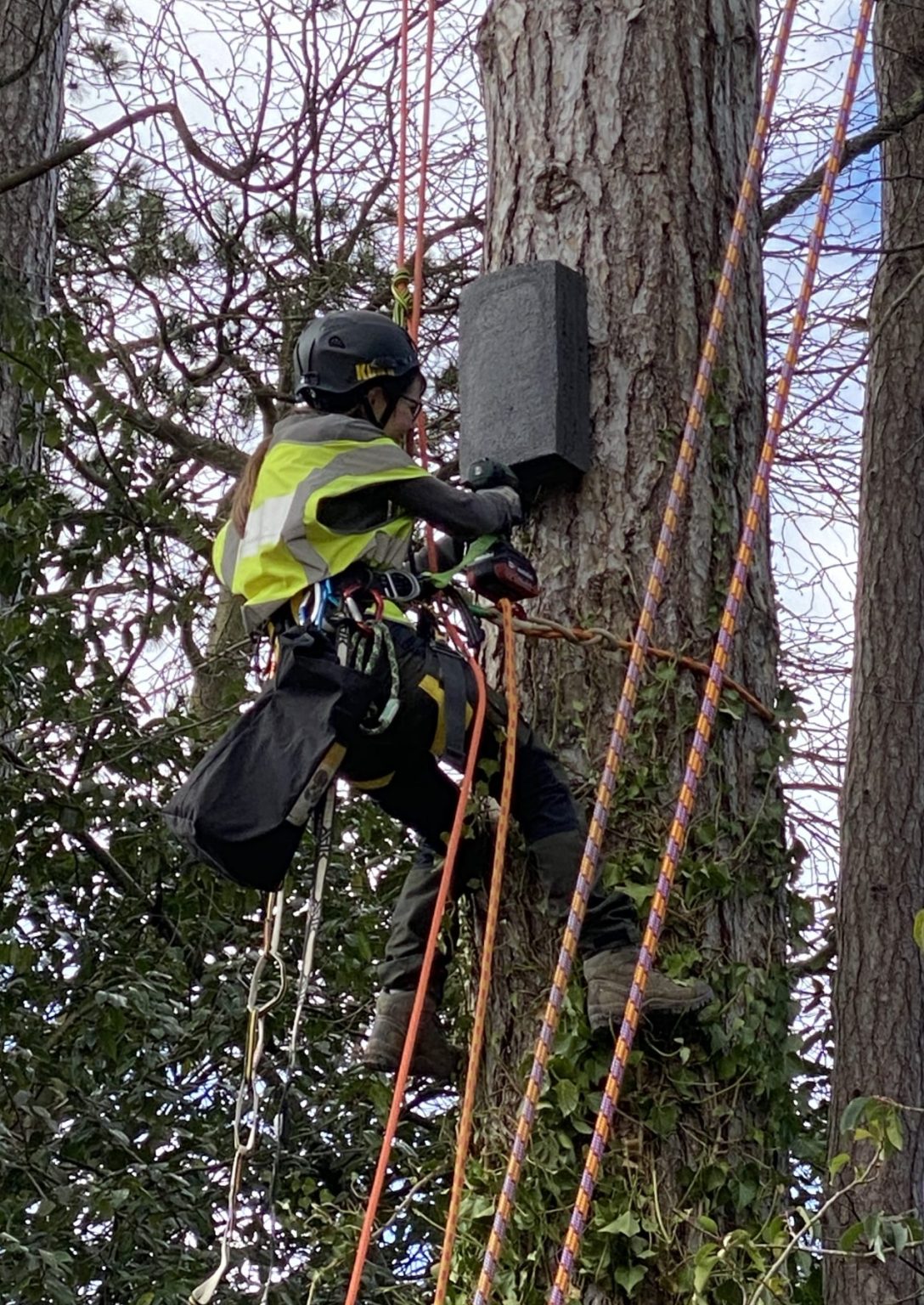 Bat mitigation & licensing | Darwin Ecology