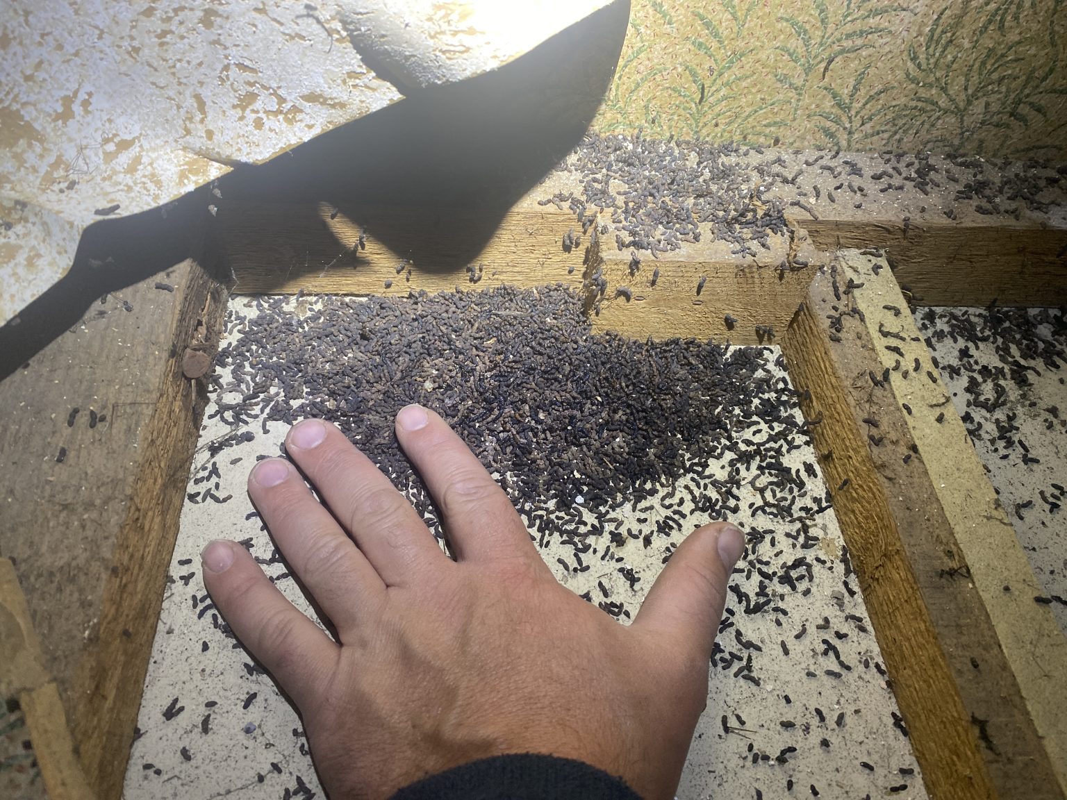 Bat Surveys across Southern England | Darwin Ecology