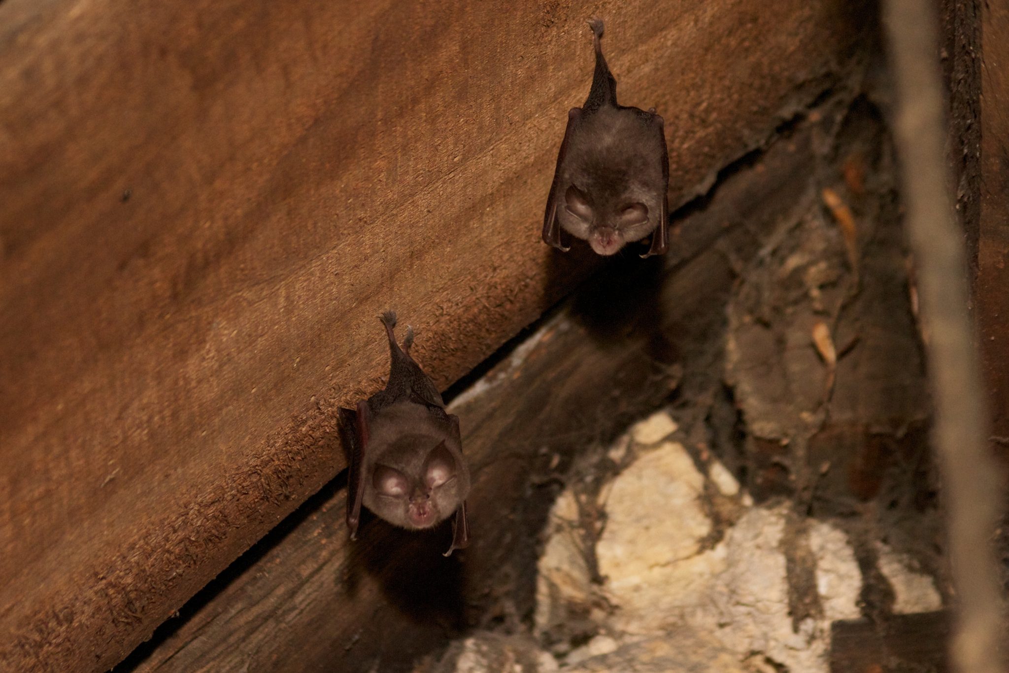 Protected species surveys | Darwin Ecology