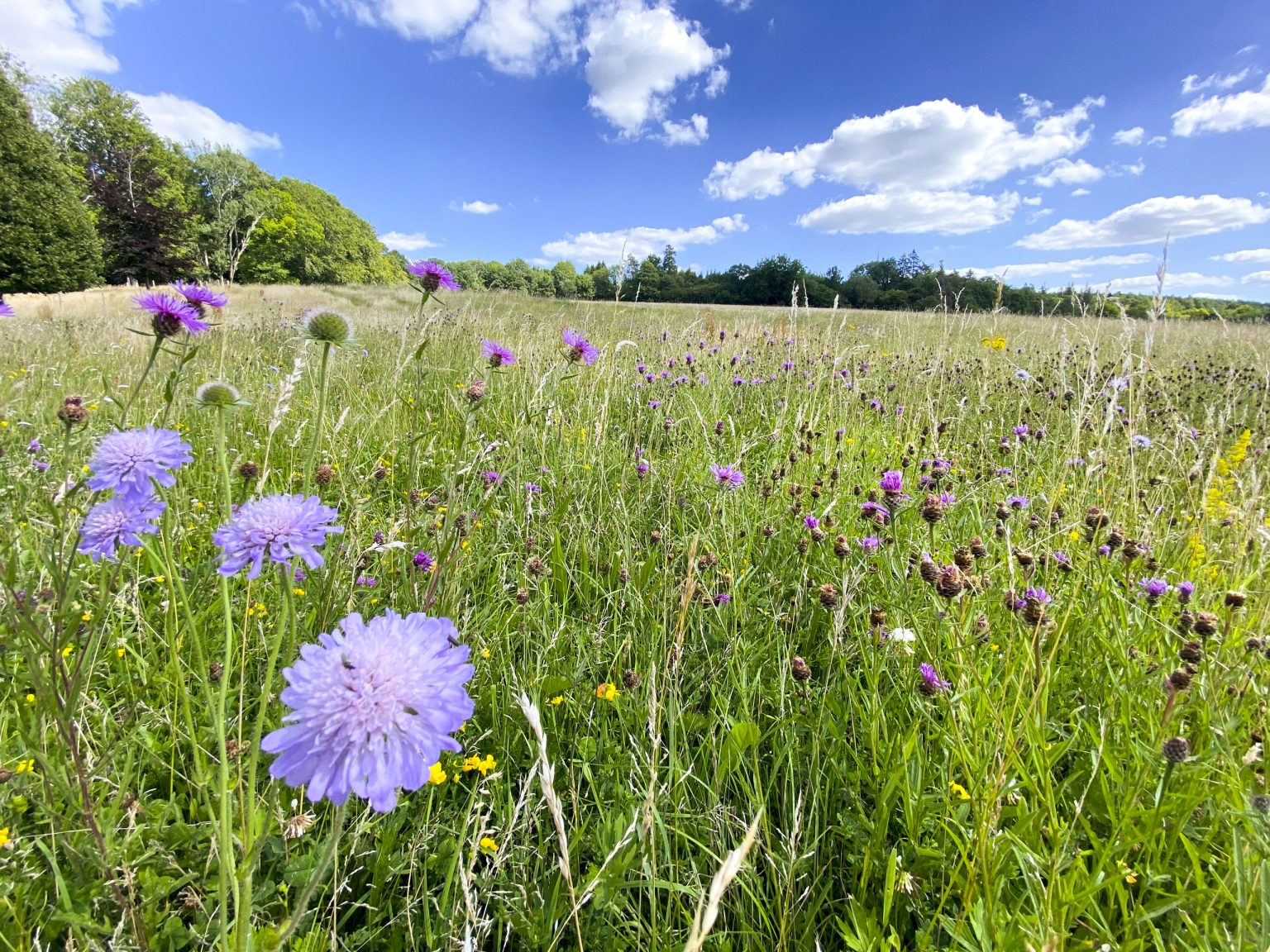 Wildflower meadows | Darwin Ecology