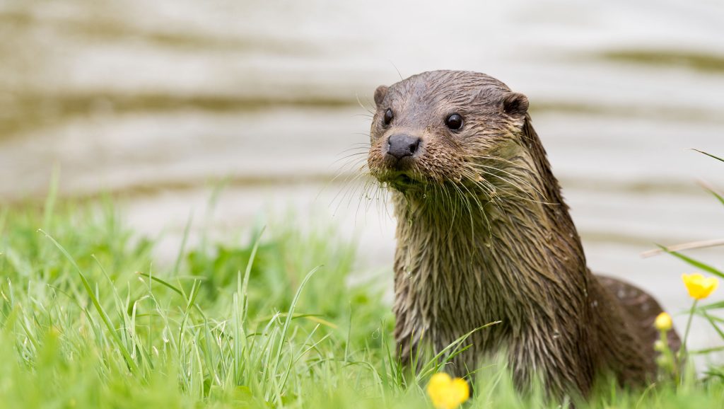 Otter surveys | Darwin Ecology