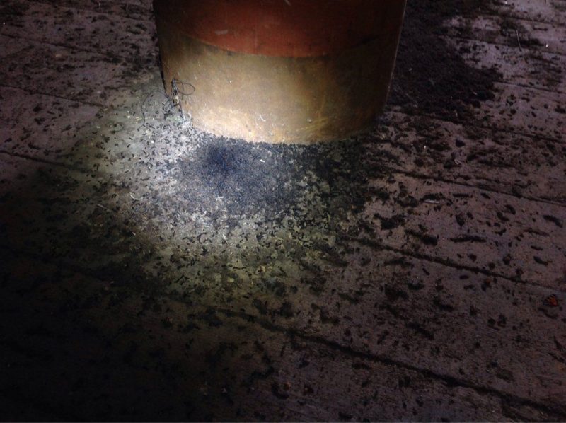 Lesser horseshoe bat roost mitigation – Dorset | Darwin Ecology