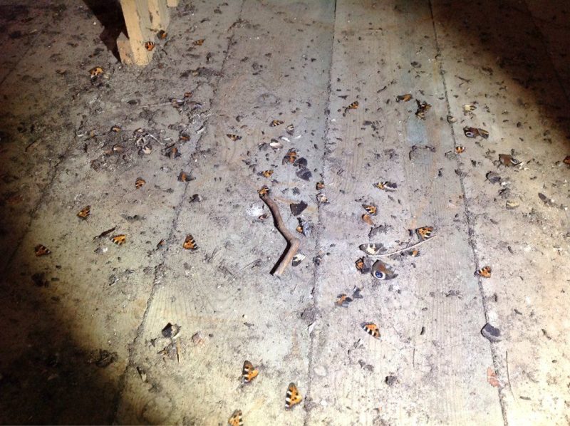 Lesser horseshoe bat roost mitigation – Dorset | Darwin Ecology