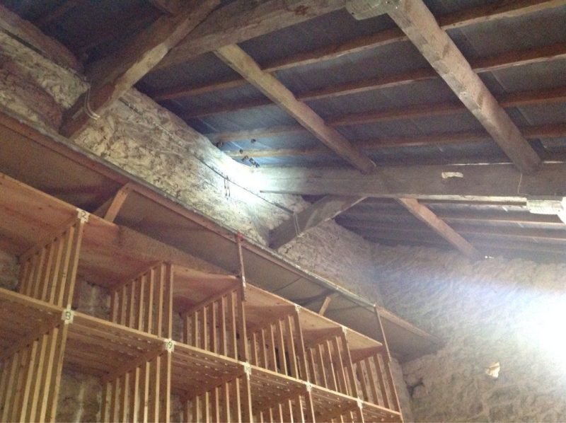 Lesser horseshoe bat roost mitigation – Dorset | Darwin Ecology