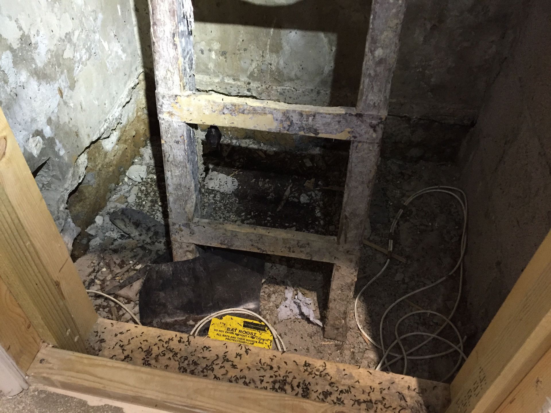 Lesser horseshoe bat roost mitigation – Dorset | Darwin Ecology